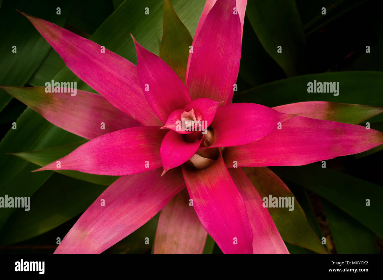 large red leaves of bromeliad or bromeliaceae flower and green flora ...