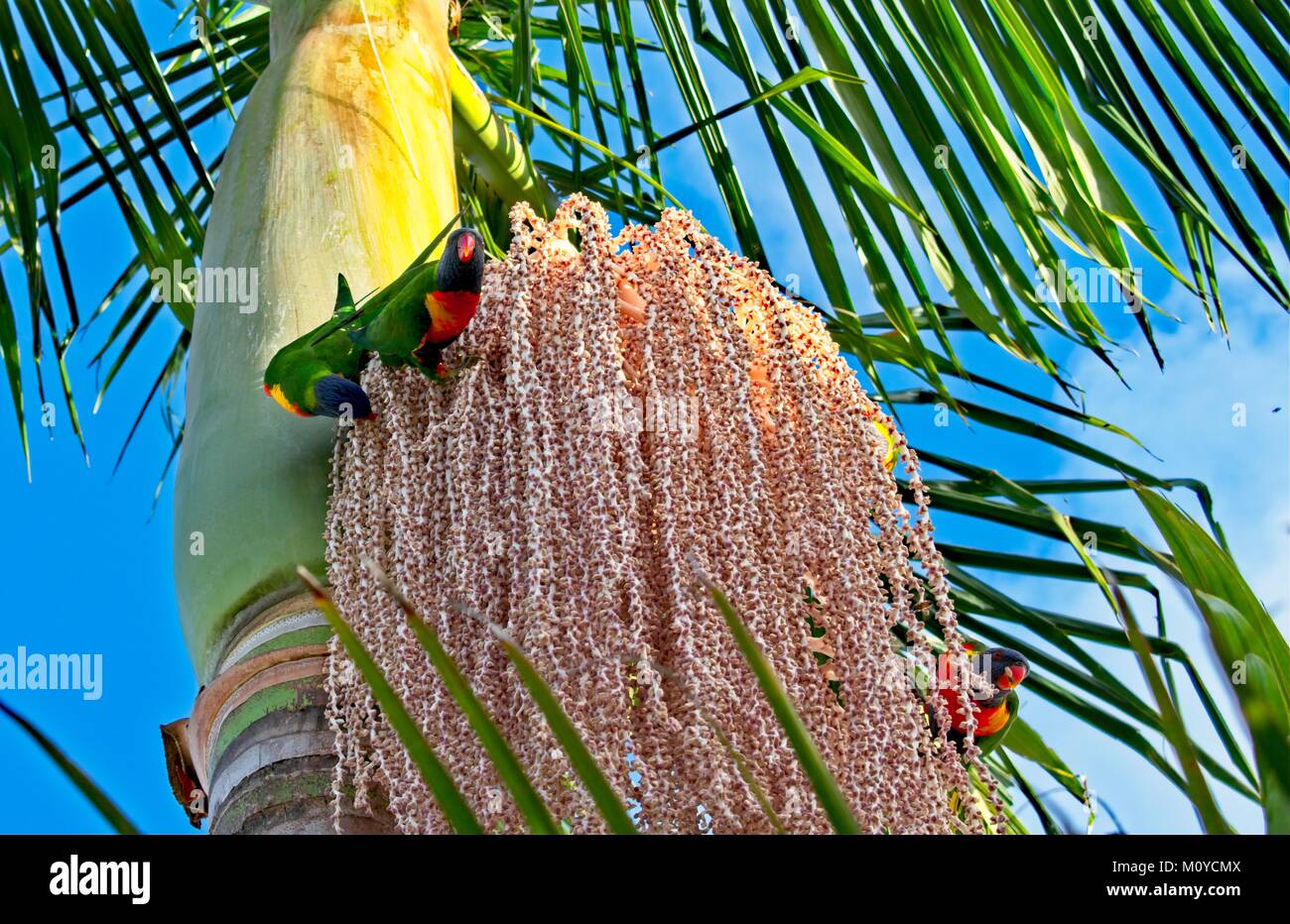Rainbow Lorikeet eating seeds from a palm tree flower Stock Photo - Alamy