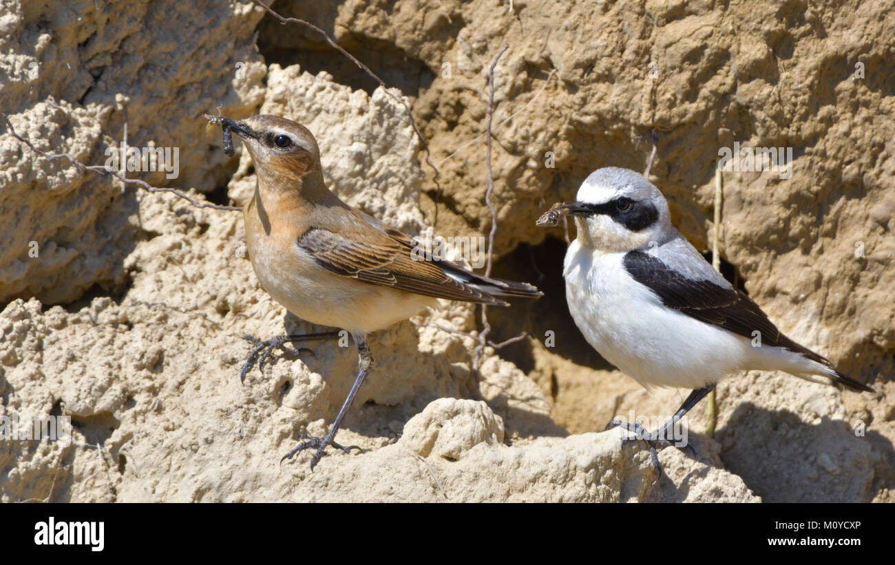 Northern wheatear pair hi-res stock photography and images - Alamy