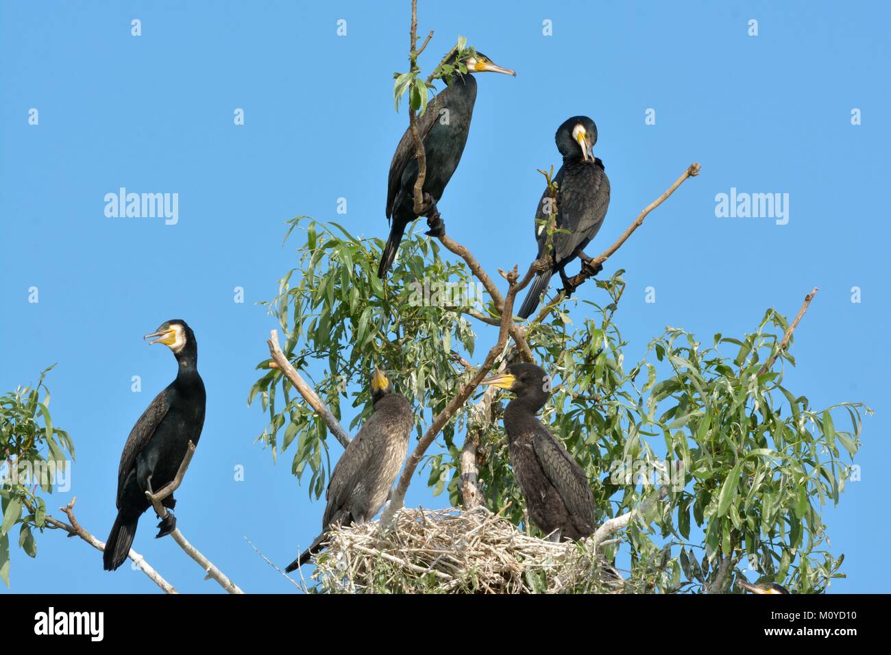 Great cormorant (Phalacrocorax carbo) colony Stock Photo - Alamy