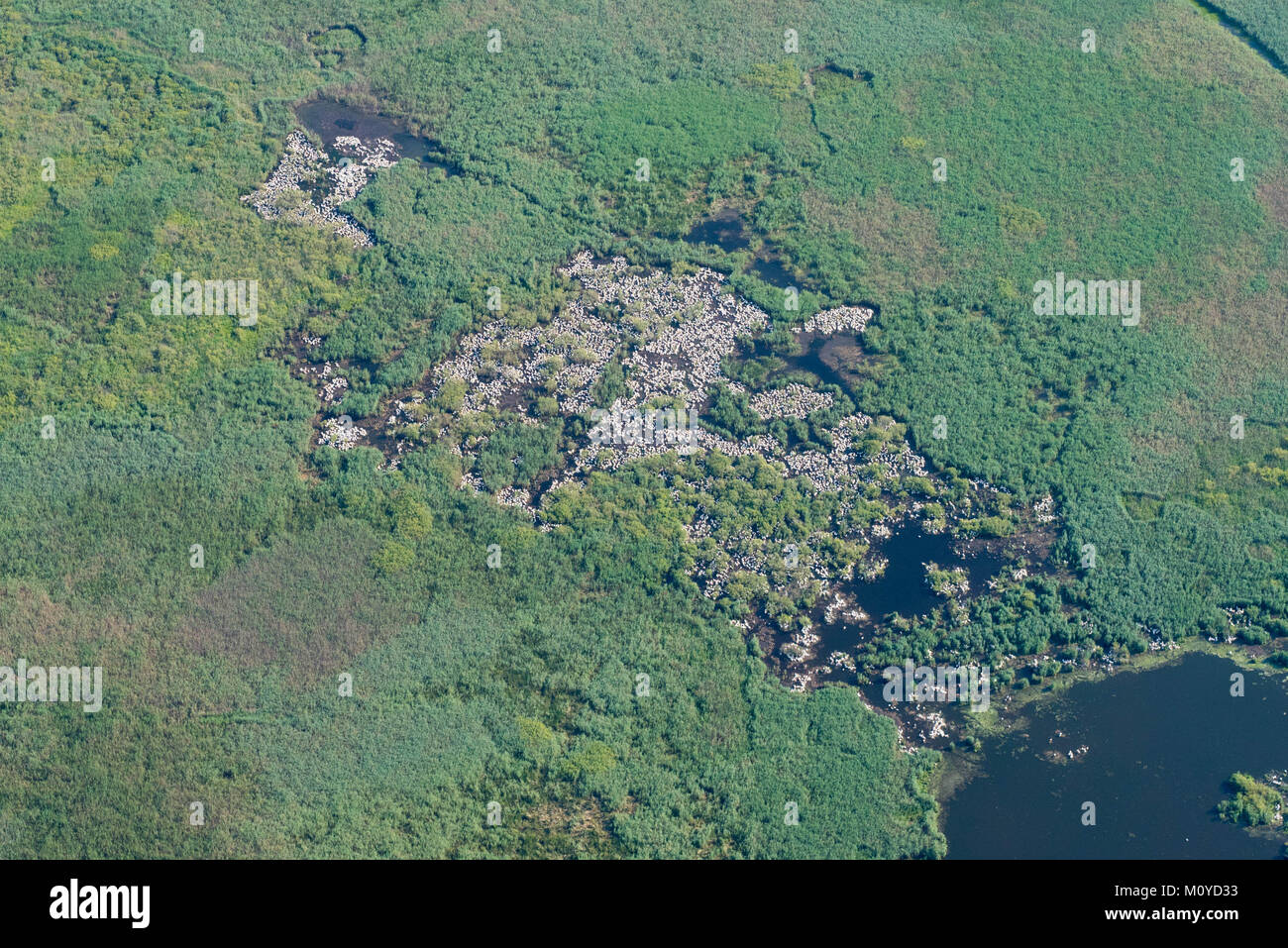 Aerial Aerial View Over White Pelicans Colony (Rosca - Buhaiova), in ...