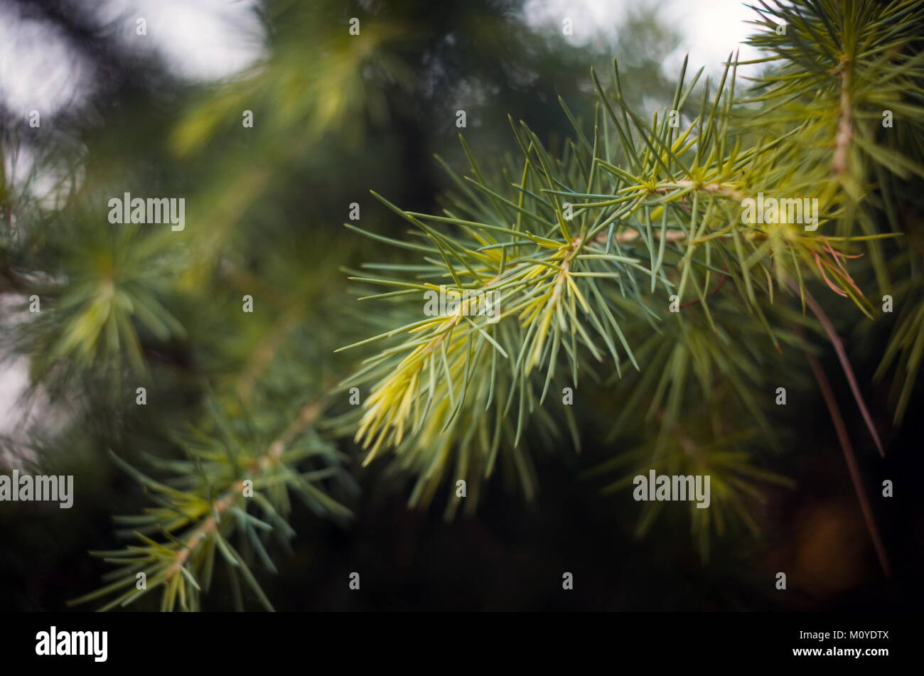 Beautiful pine tree, Vintage look Stock Photo - Alamy