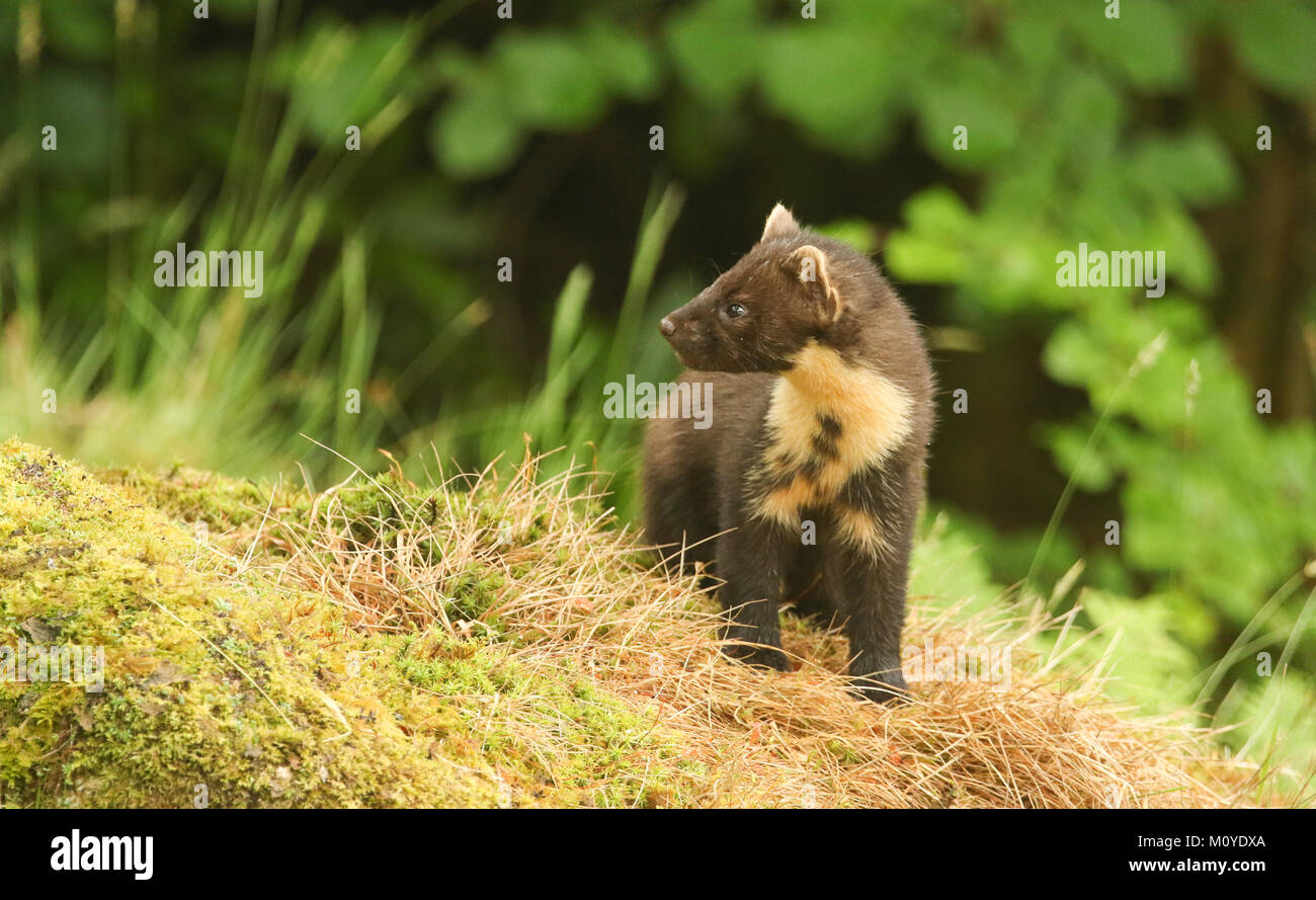 Weasel face hi-res stock photography and images - Alamy