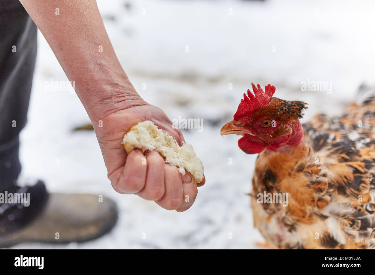 Old woman hand feeding chickens in her backyard Stock Photo - Alamy