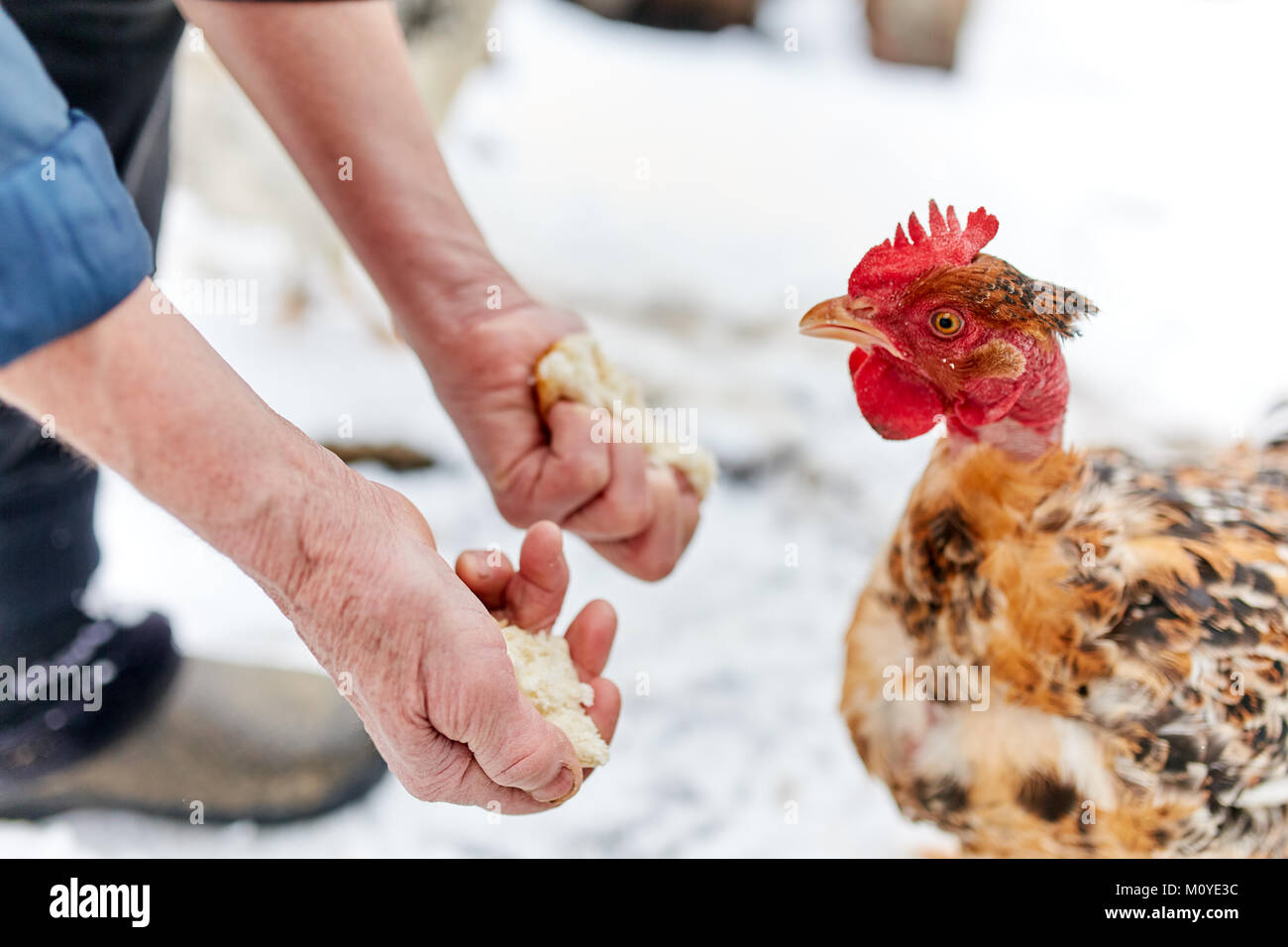 Old woman hand feeding chickens in her backyard Stock Photo - Alamy