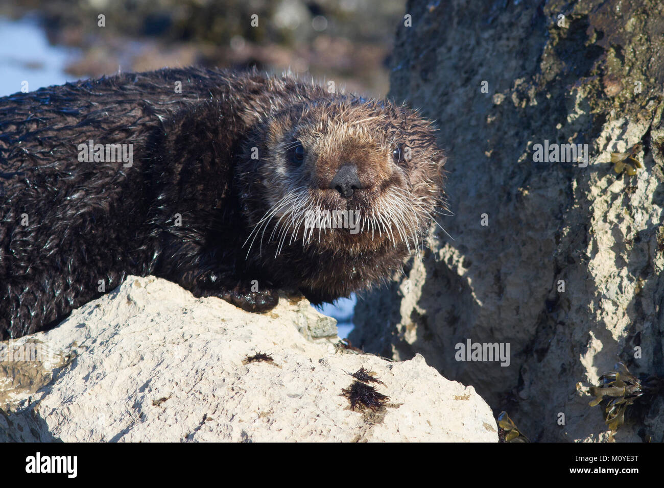 A Sea otter standing on a rock at low tide on a winter sunny day Stock ...