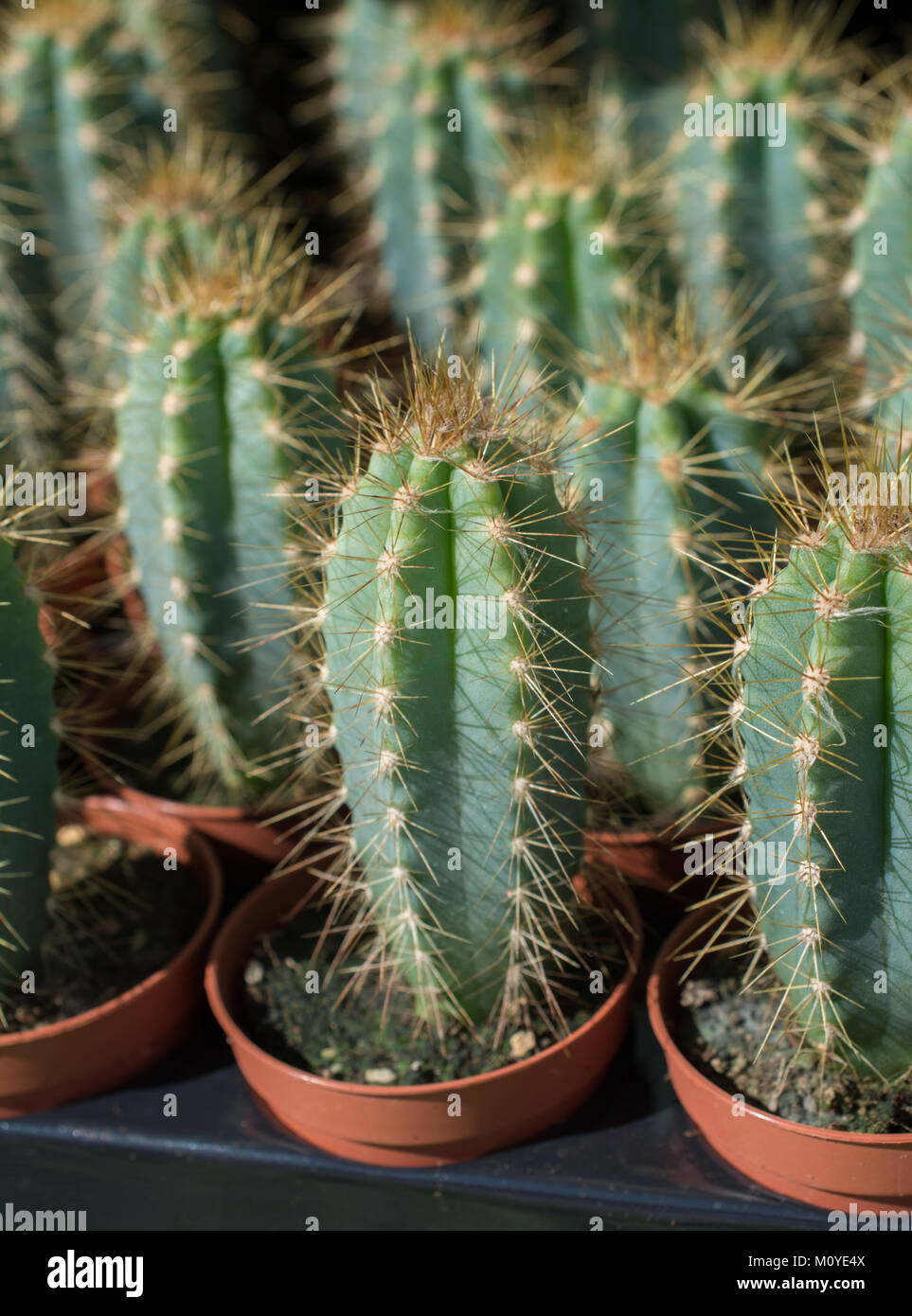 Little colorful cactus plant in a small pot Stock Photo - Alamy