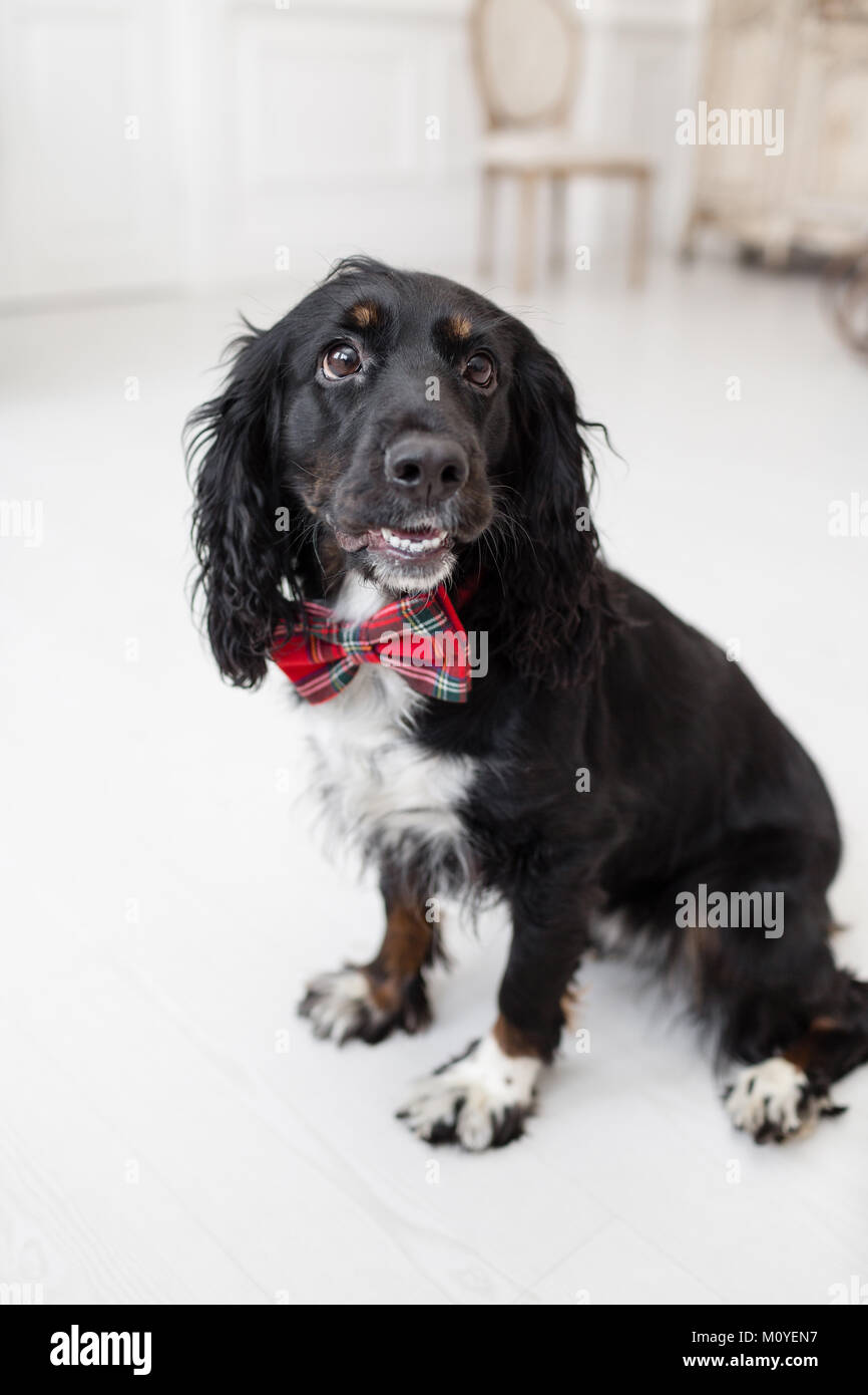 Dog spaniel in a red bow tie in the interior of the light room. Pet is ...