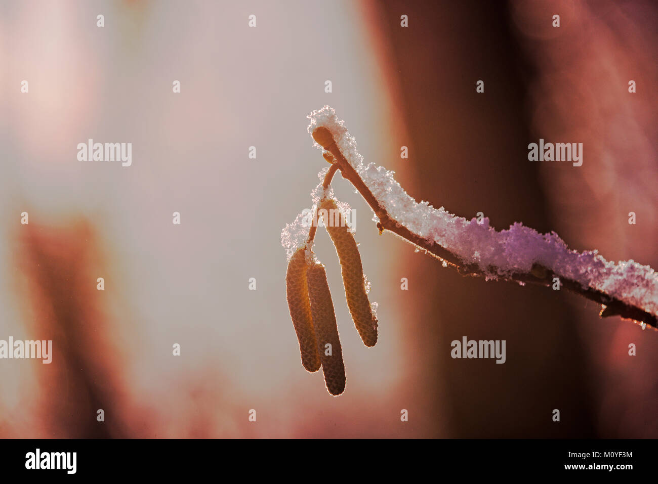 Hazelnut bloom in winter Stock Photo - Alamy