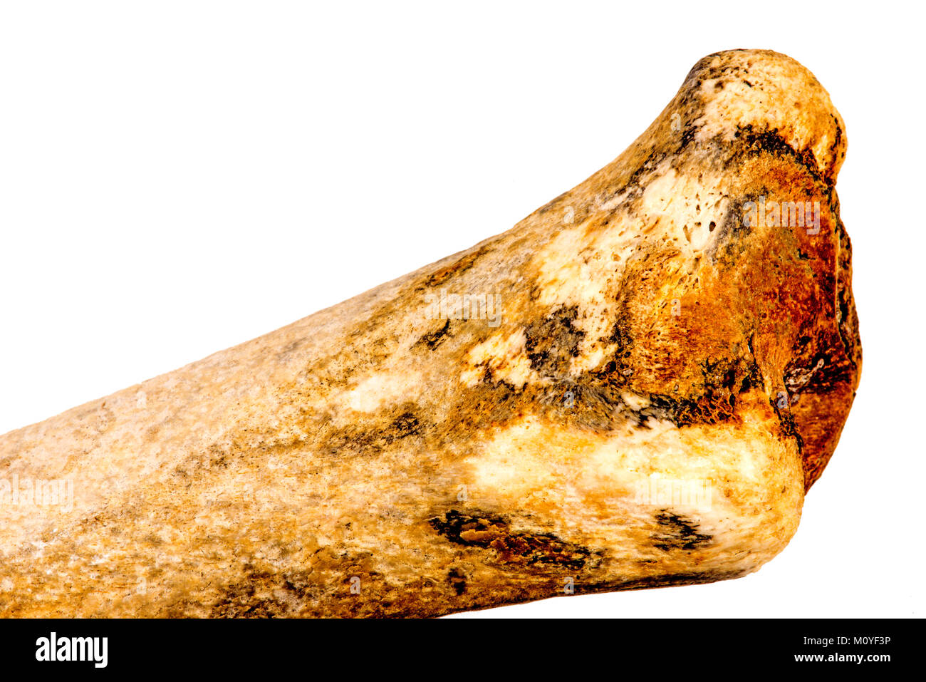 petrified animal bone, closeup Stock Photo - Alamy