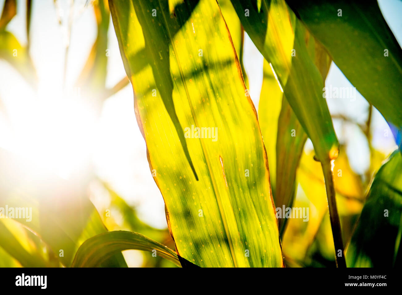field of corn in back light Stock Photo - Alamy