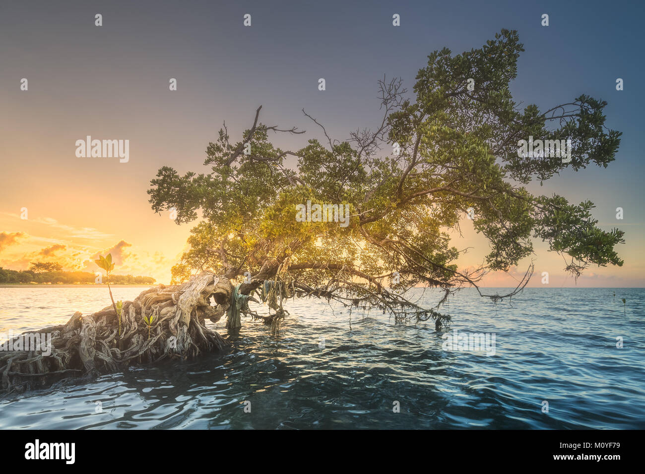 Tropical tree under the water and sand coast of Thailand beach at ...