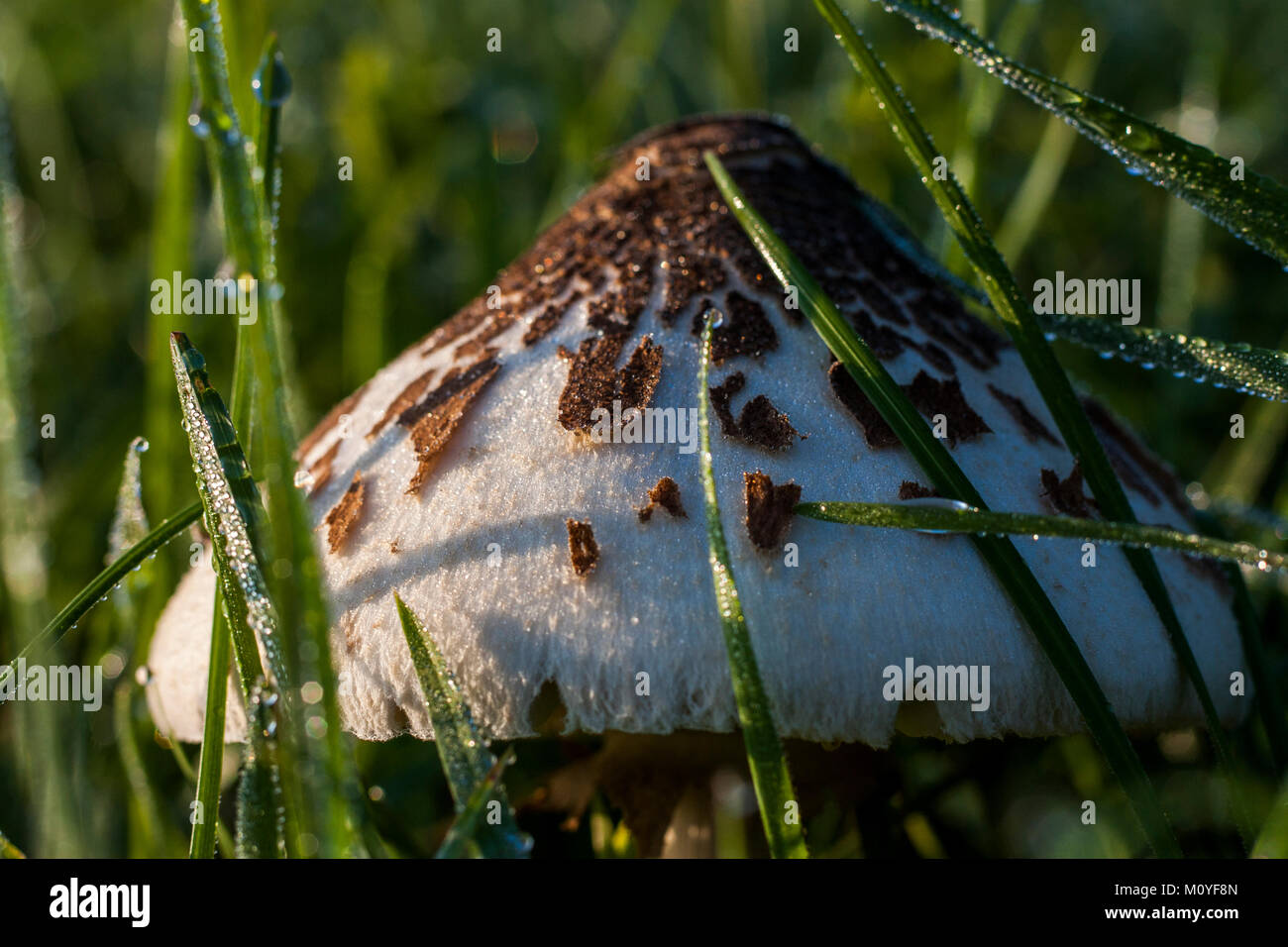 Close up wild mushroom hi-res stock photography and images - Alamy