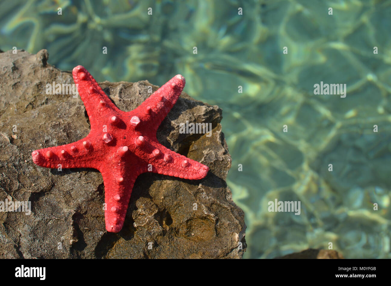 Red dried sea star on a rough sea rock surface, with a blue sea below ...
