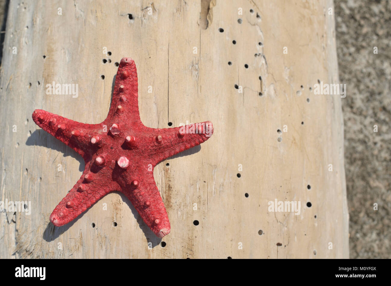 Red dry sea star on a beige log washed up with sea water Stock Photo ...