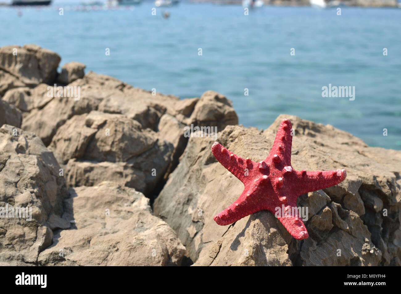 Sun dried starfish hi-res stock photography and images - Alamy