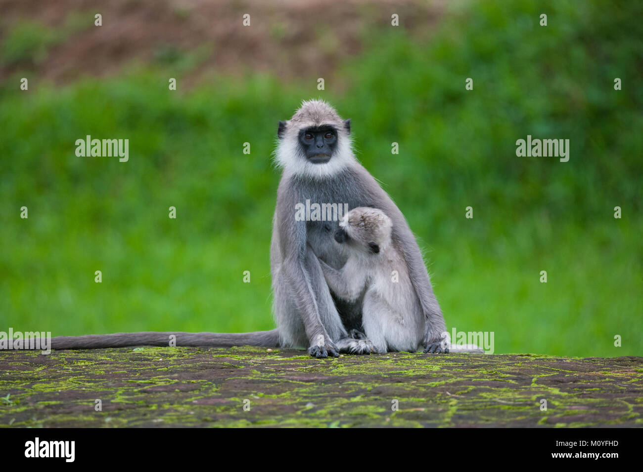 Tufted gray langur, Semnopithecus priam, Sri Lanka Stock Photo - Alamy