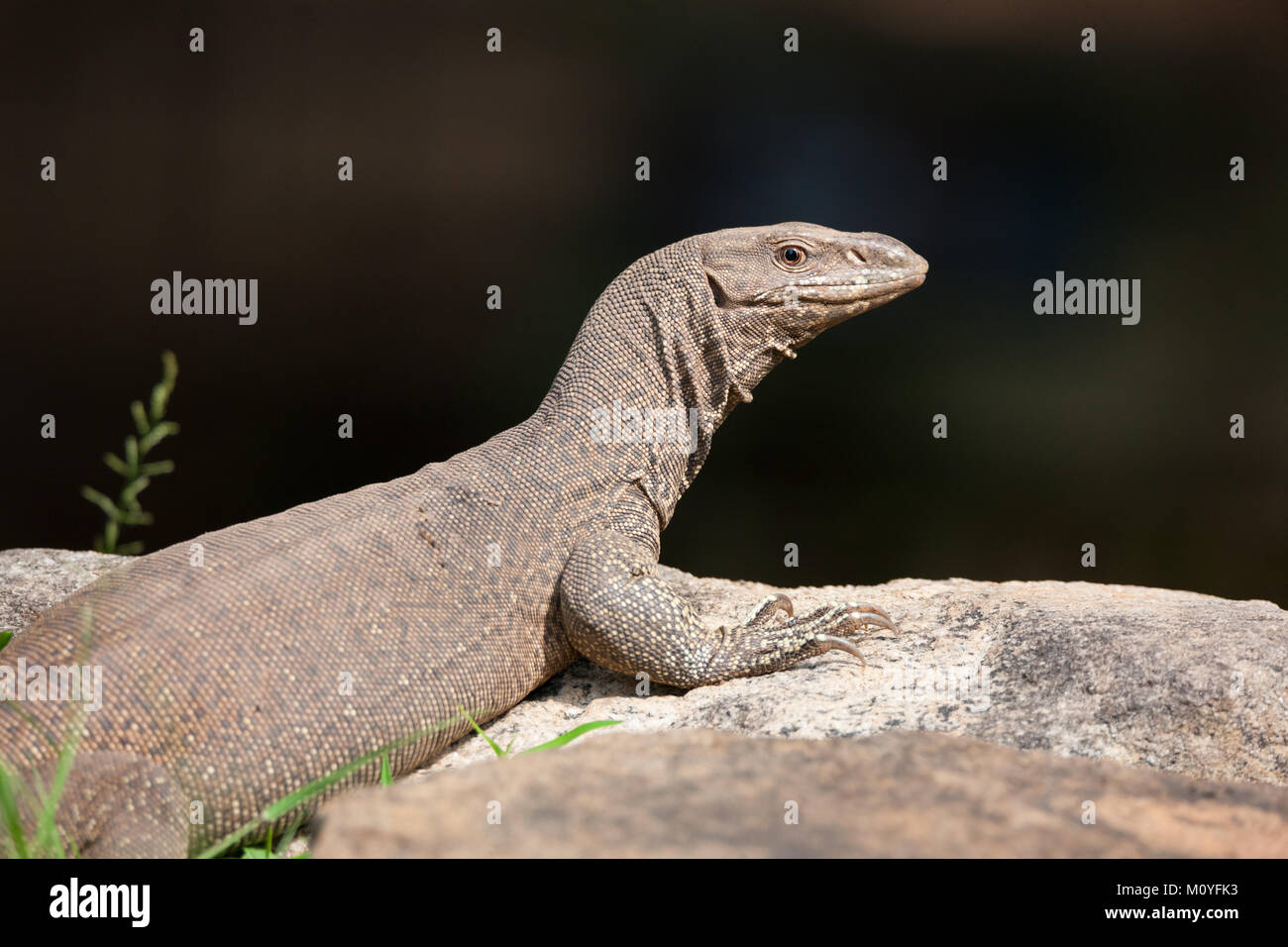 Indian Lizard Stock Photos & Indian Lizard Stock Images - Alamy