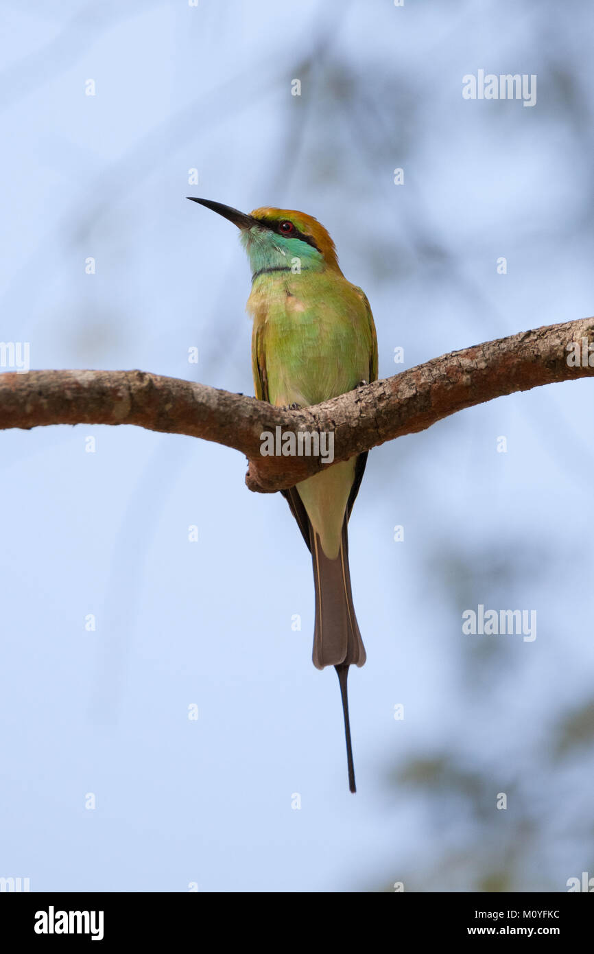 Bee-eater (Meropidae) bird standing at tree branch Stock Photo - Alamy
