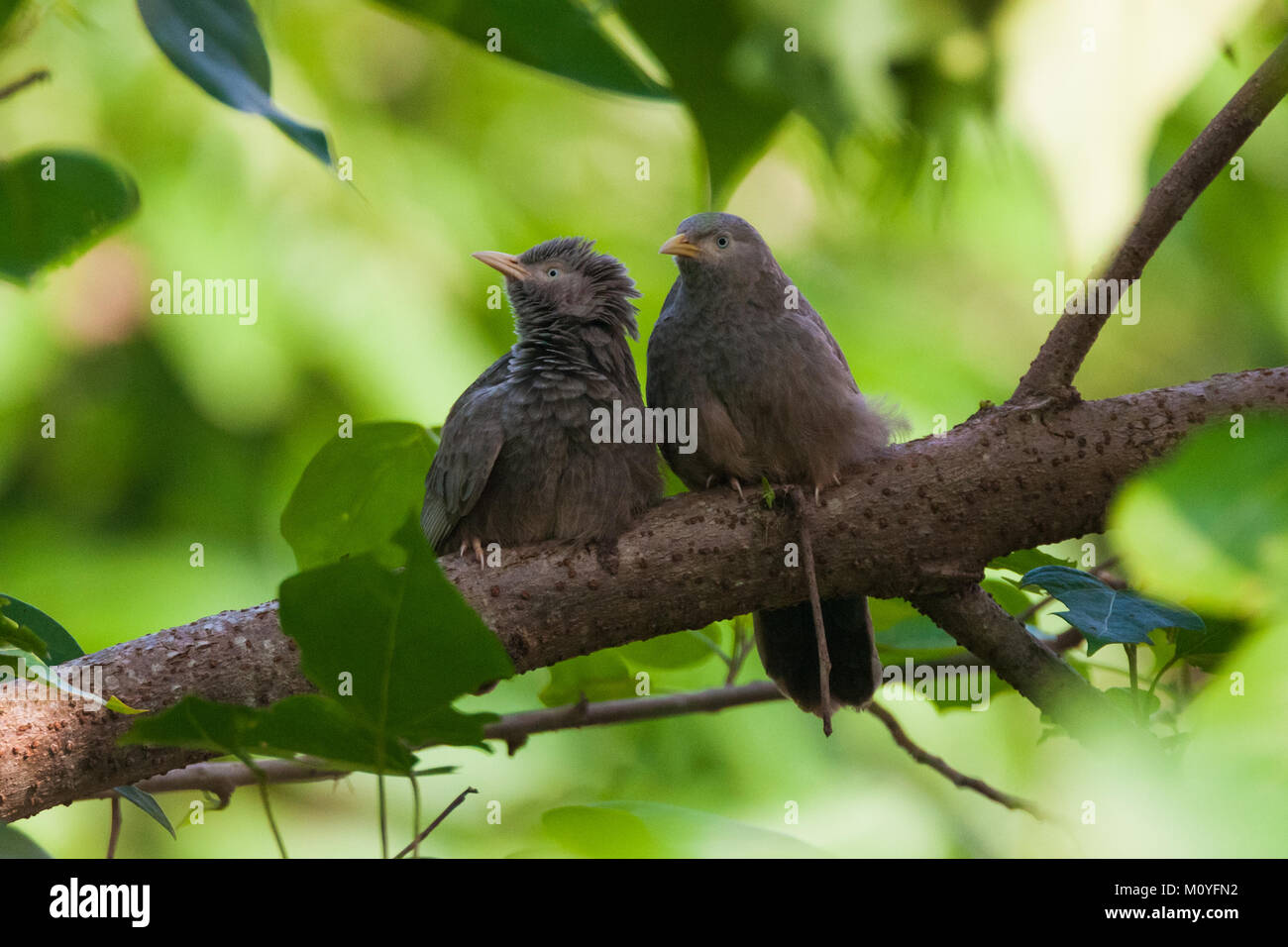 Jungle babbler (Turdoides striata) bird standing at tree branch Stock ...