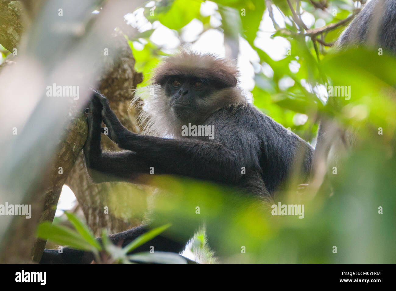 Purple-faced langur (Trachypithecus vetulus) purple-faced leaf monkey ...