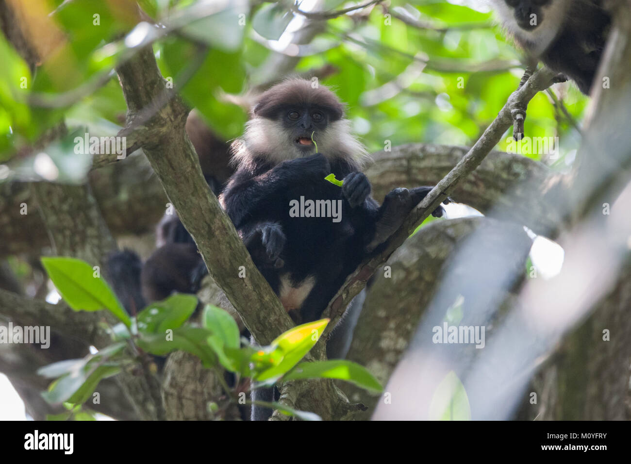 Purple-faced langur (Trachypithecus vetulus) purple-faced leaf monkey ...