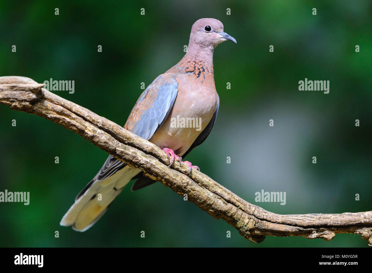 Laughing dove (Streptopelia senegalensis) sits on branch,captive Stock ...