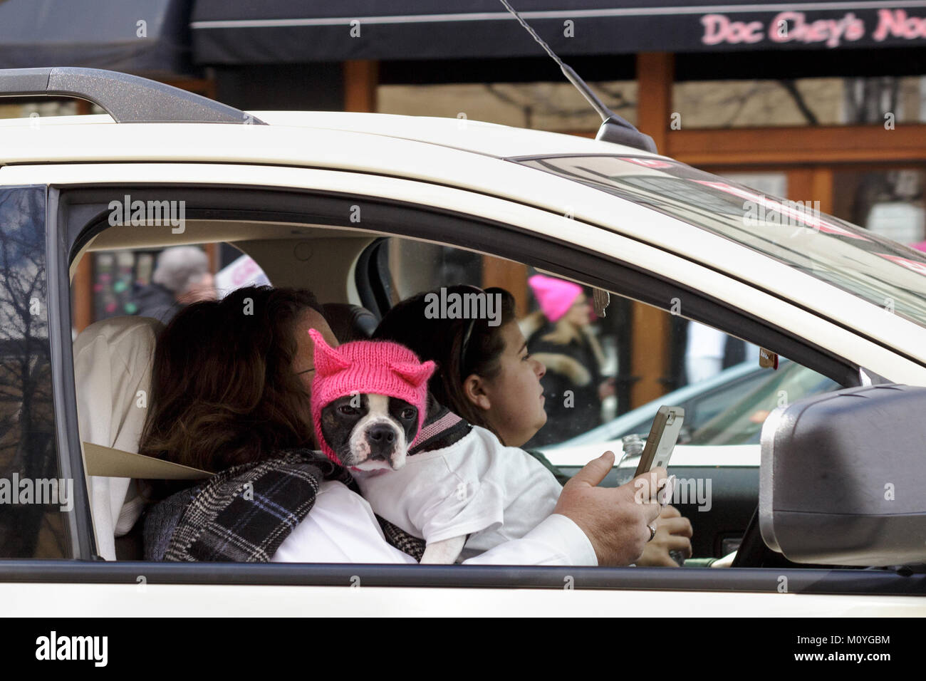 A Boston Terrier (Canis lupus familiaris) sits on its owners lap in a ...