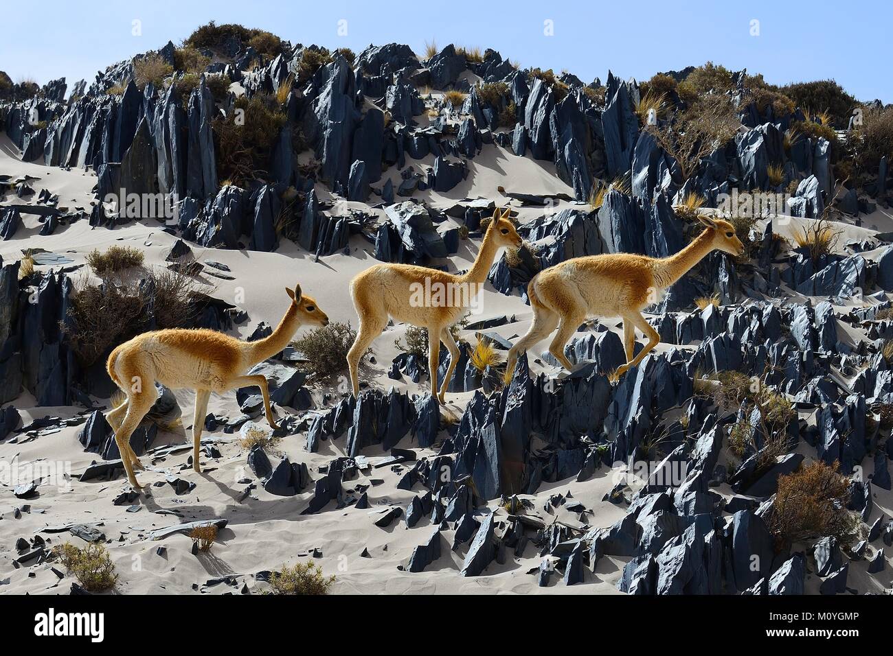 Catamarca argentina vicuna hi-res stock photography and images - Alamy