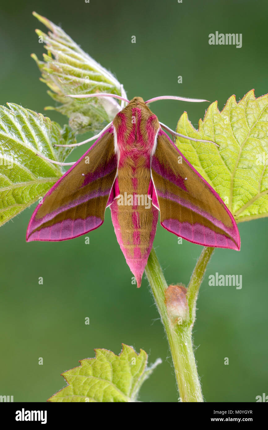 Elephant hawk moth hi-res stock photography and images - Alamy