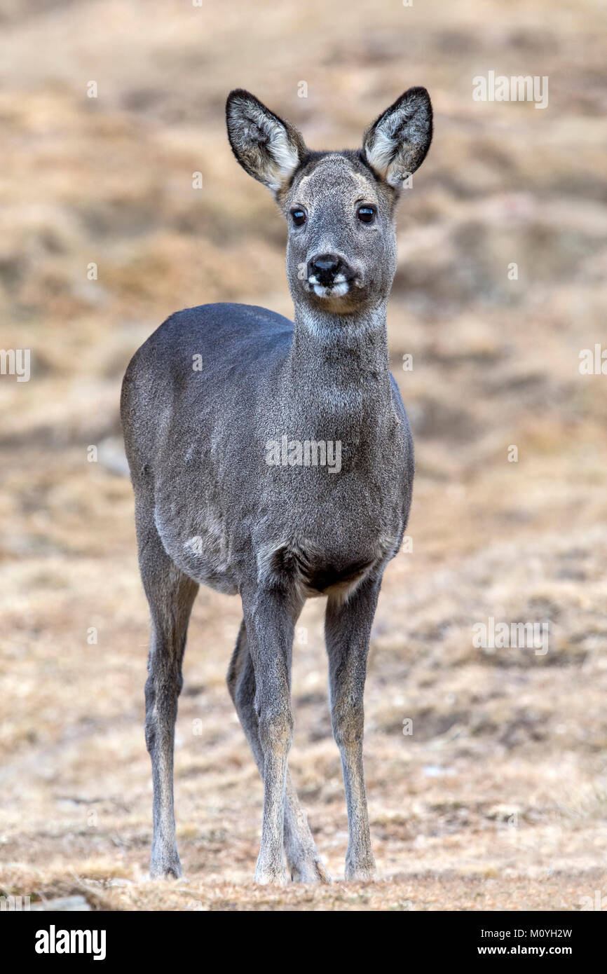 European roe deer (Capreolus capreolus),female,Praxmar,Tyrol,Austria ...