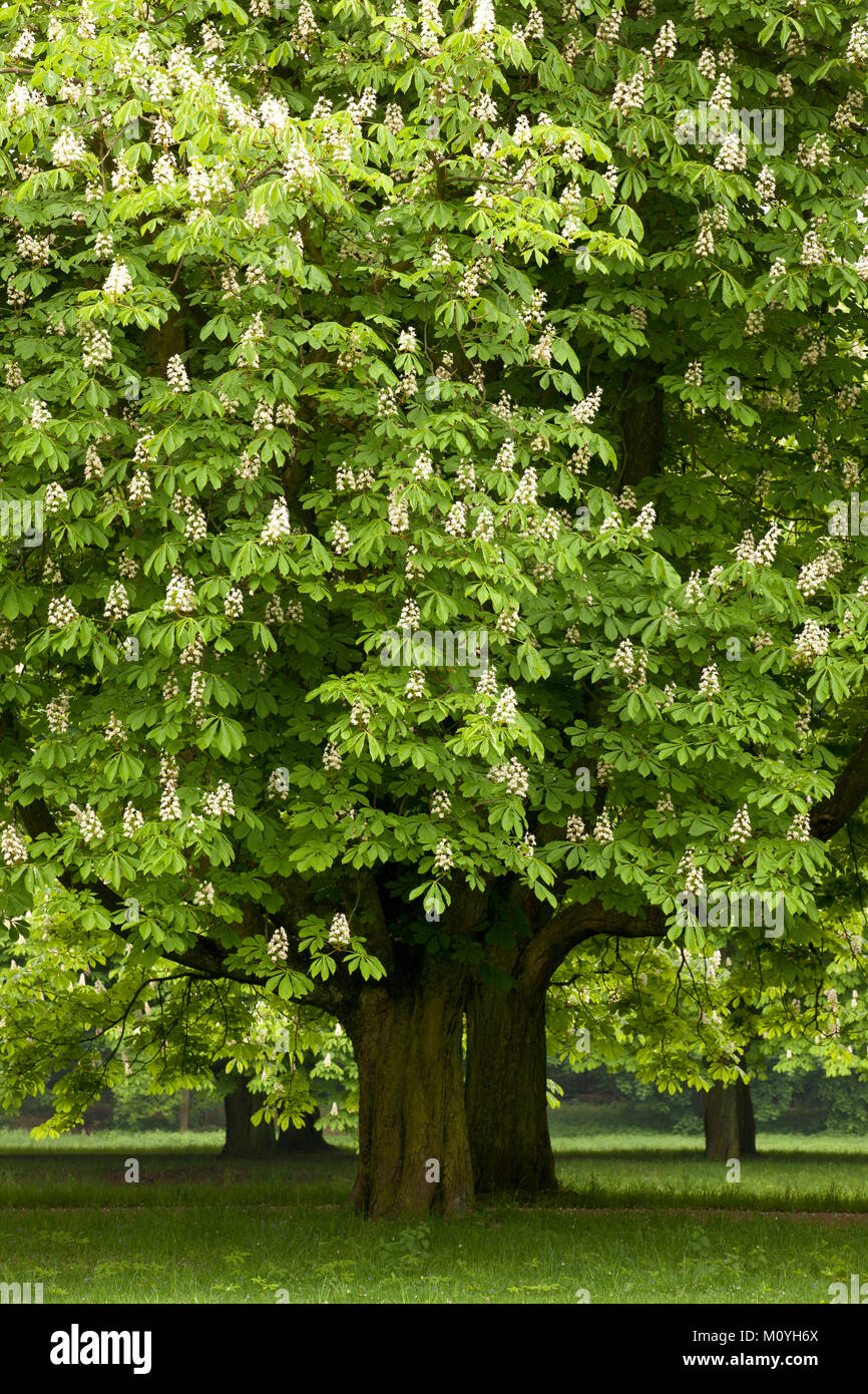 Germany, Cologne, chestnut-lined parkway of the town forest near ...