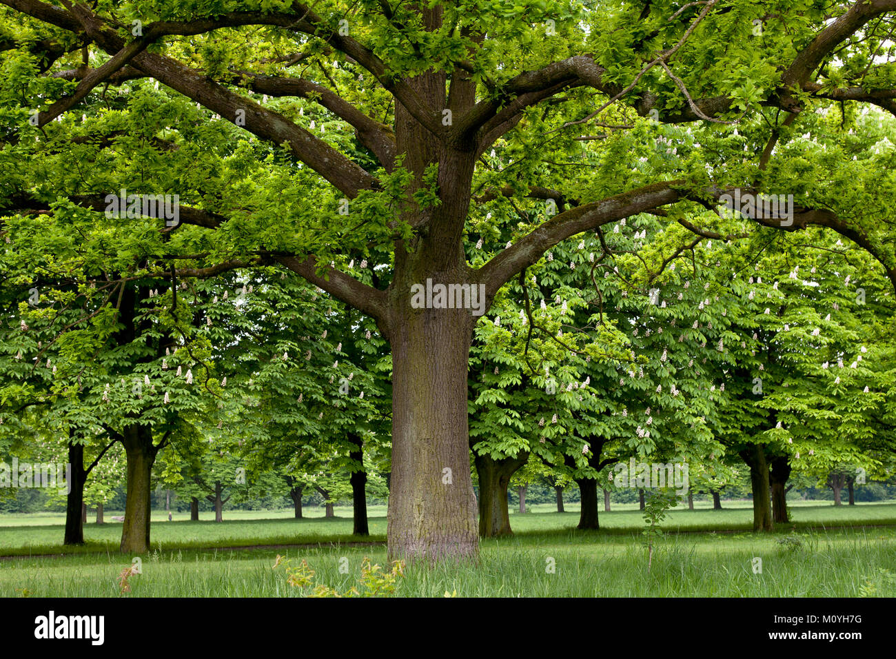 Baum baeume hi-res stock photography and images - Alamy