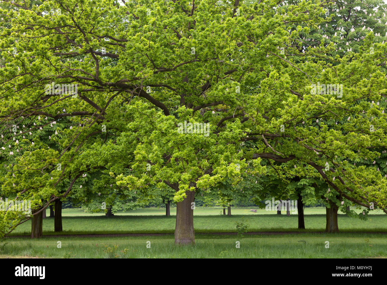 Eiche im fruehling hi-res stock photography and images - Alamy