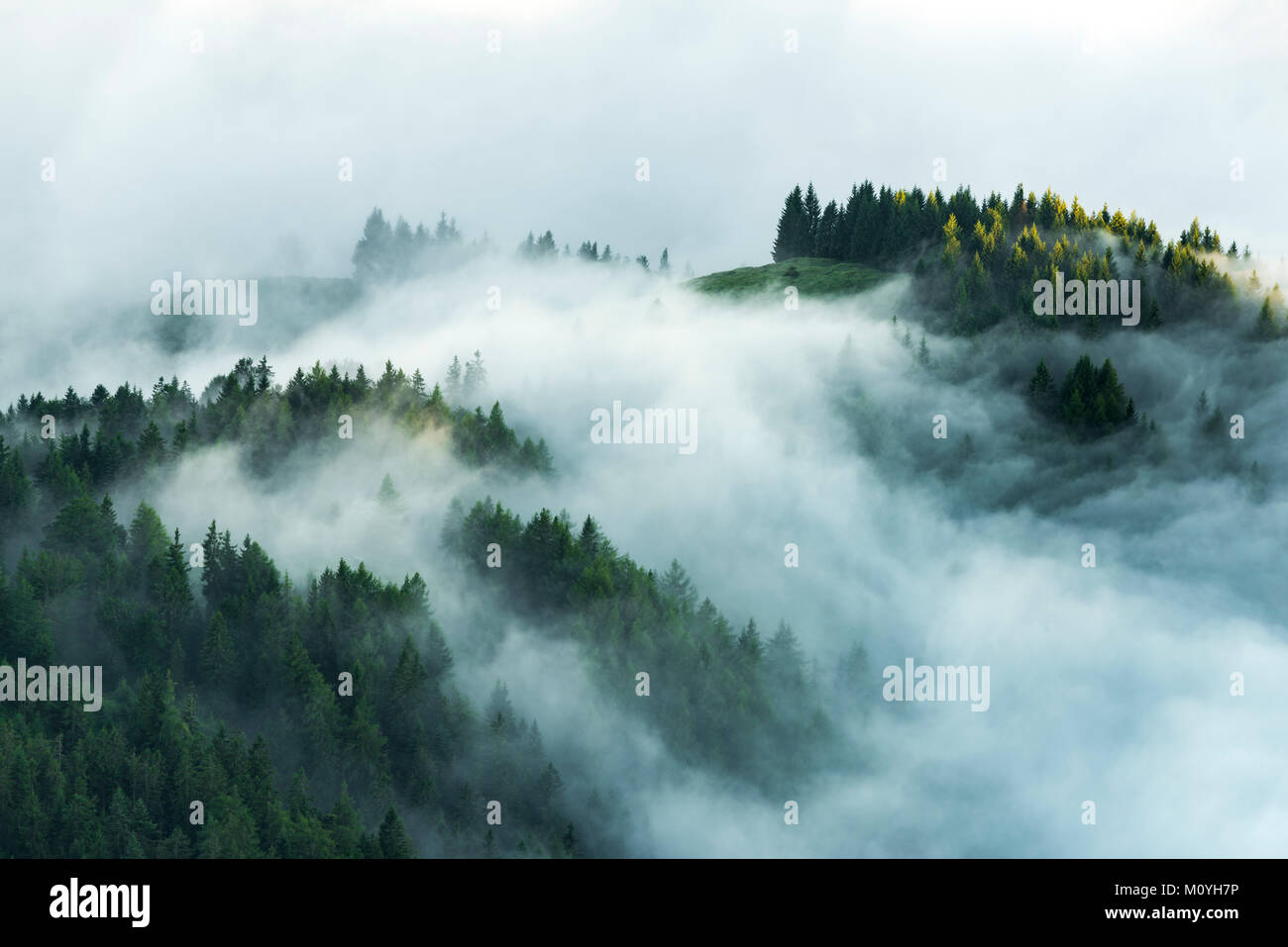 Early morning forest hi-res stock photography and images - Alamy