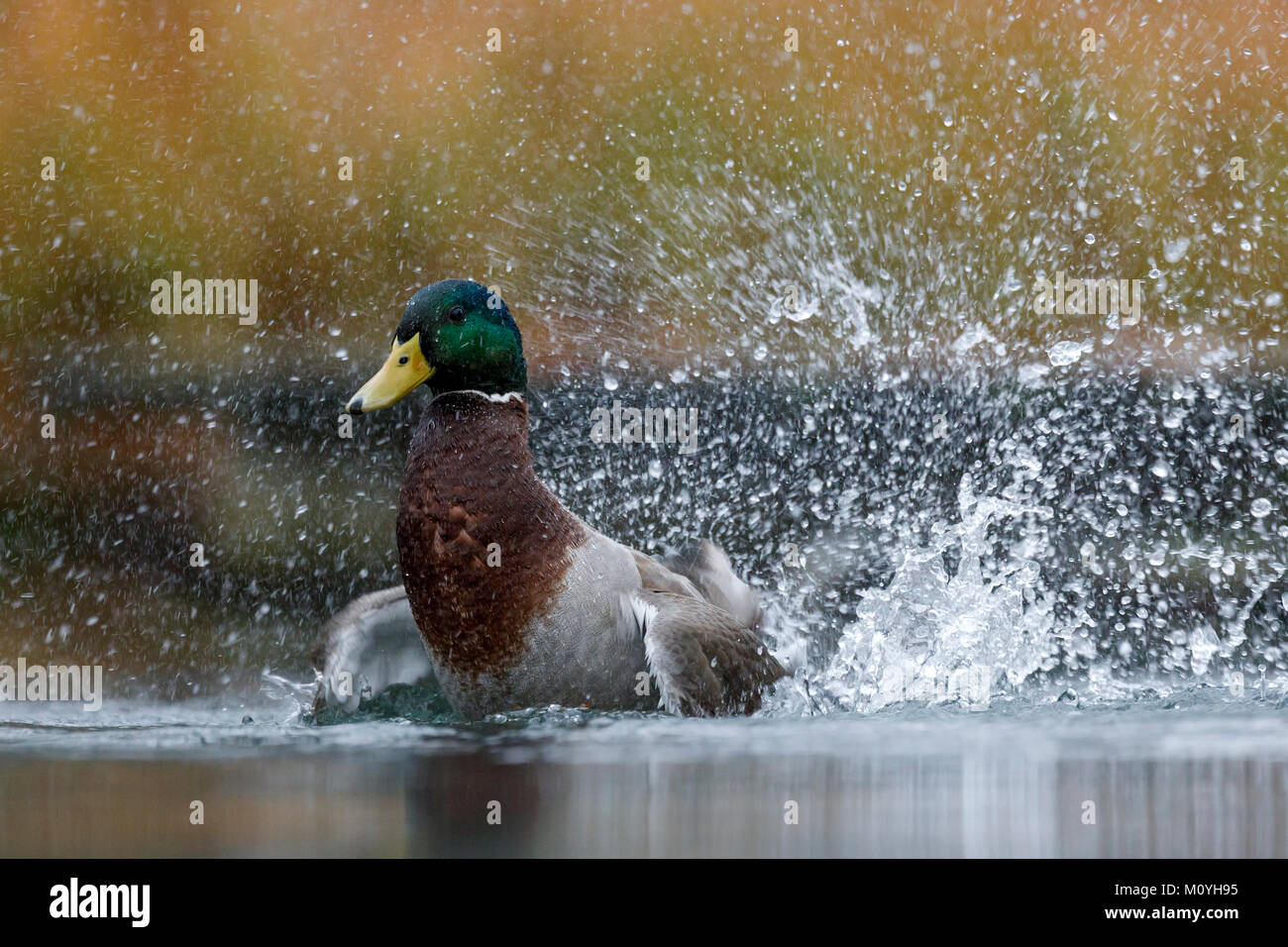 Bathing mallard,(Anas platyrhynchos),Germany Stock Photo - Alamy
