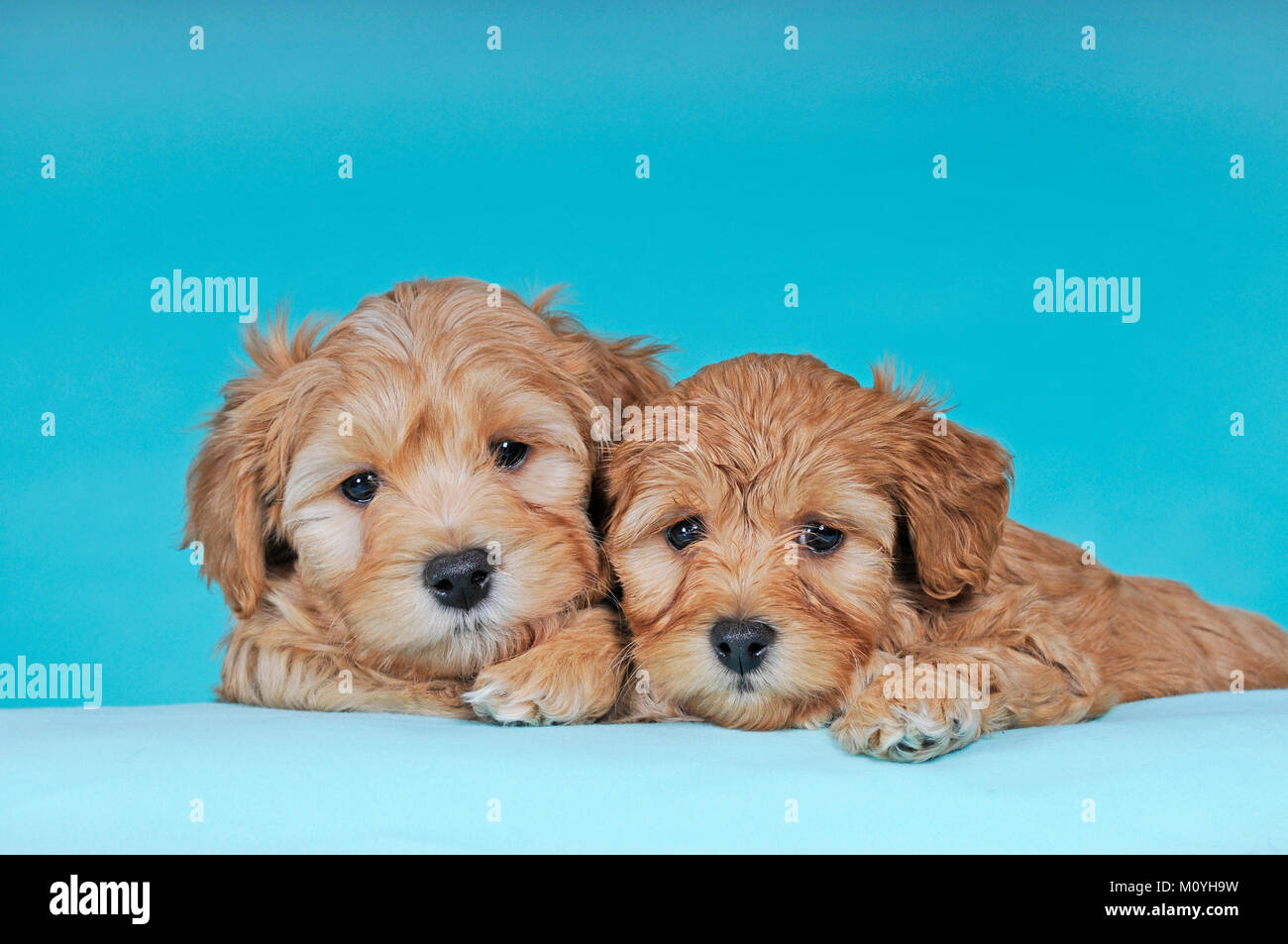 Two puppies hi-res stock photography and images - Alamy