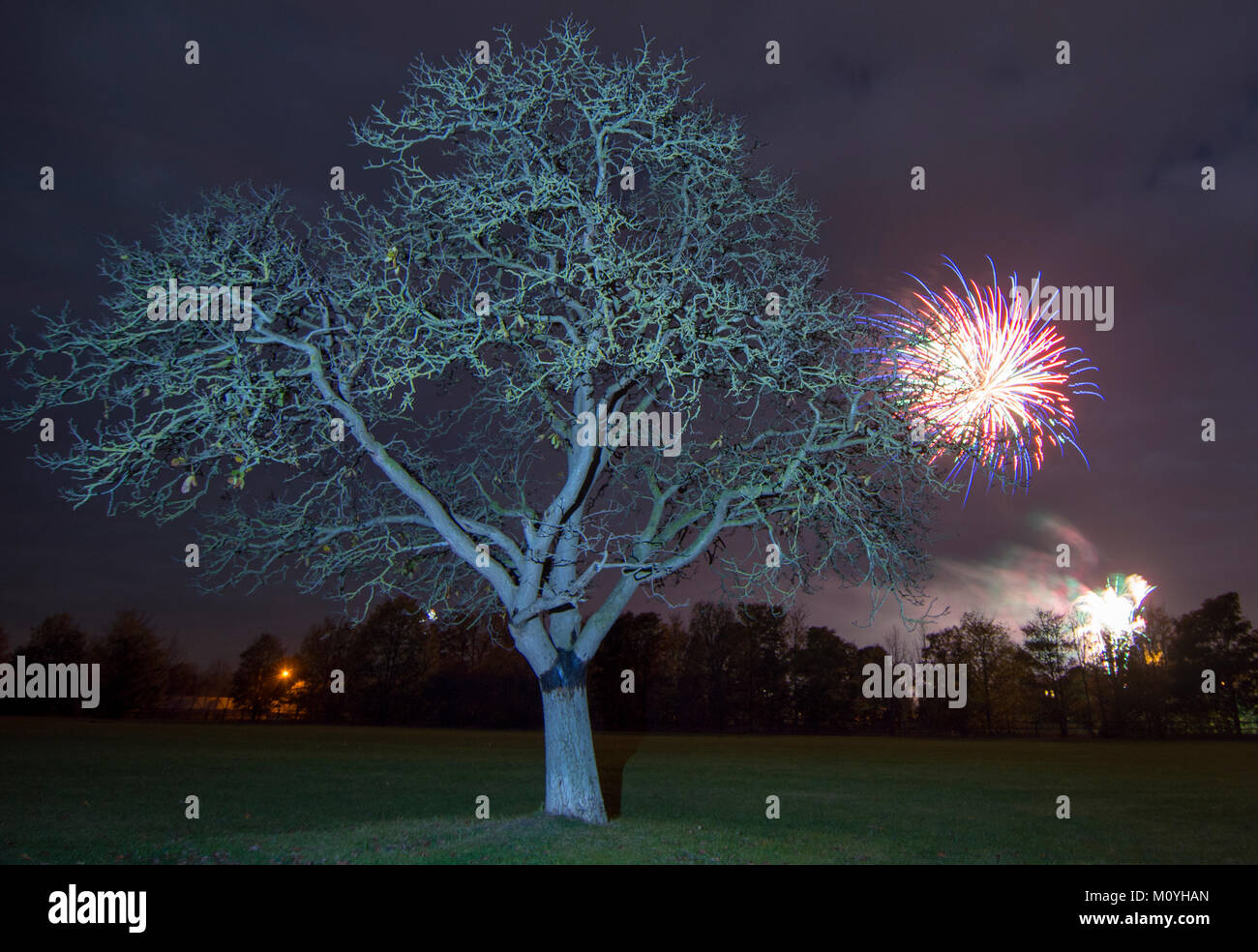 Fireworks behind a tree Stock Photo - Alamy