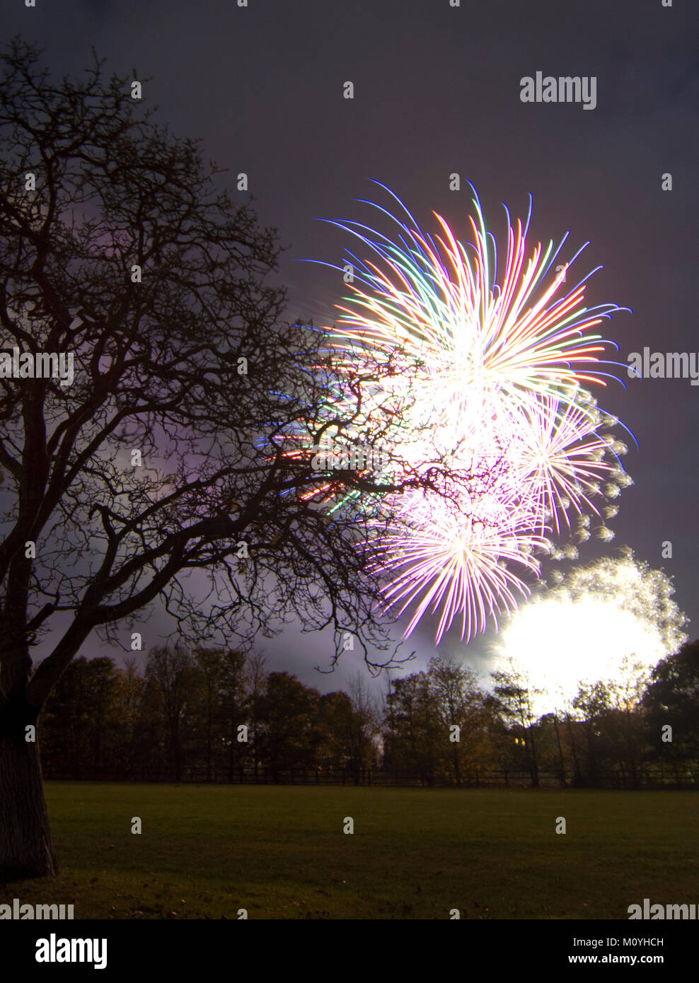 Fireworks behind a tree Stock Photo - Alamy