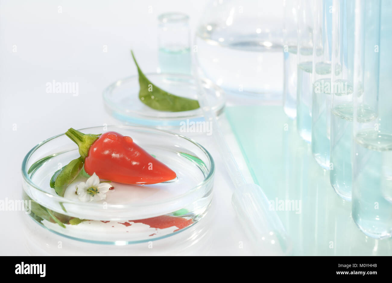 Herbicide testing hi-res stock photography and images - Alamy