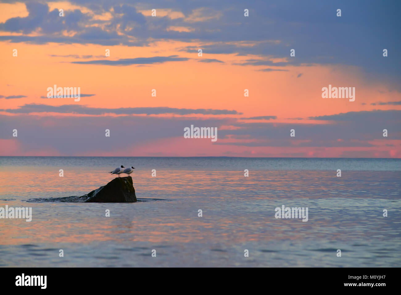Two seagulls sitting on a stone over the calm sea surface on a sunset ...