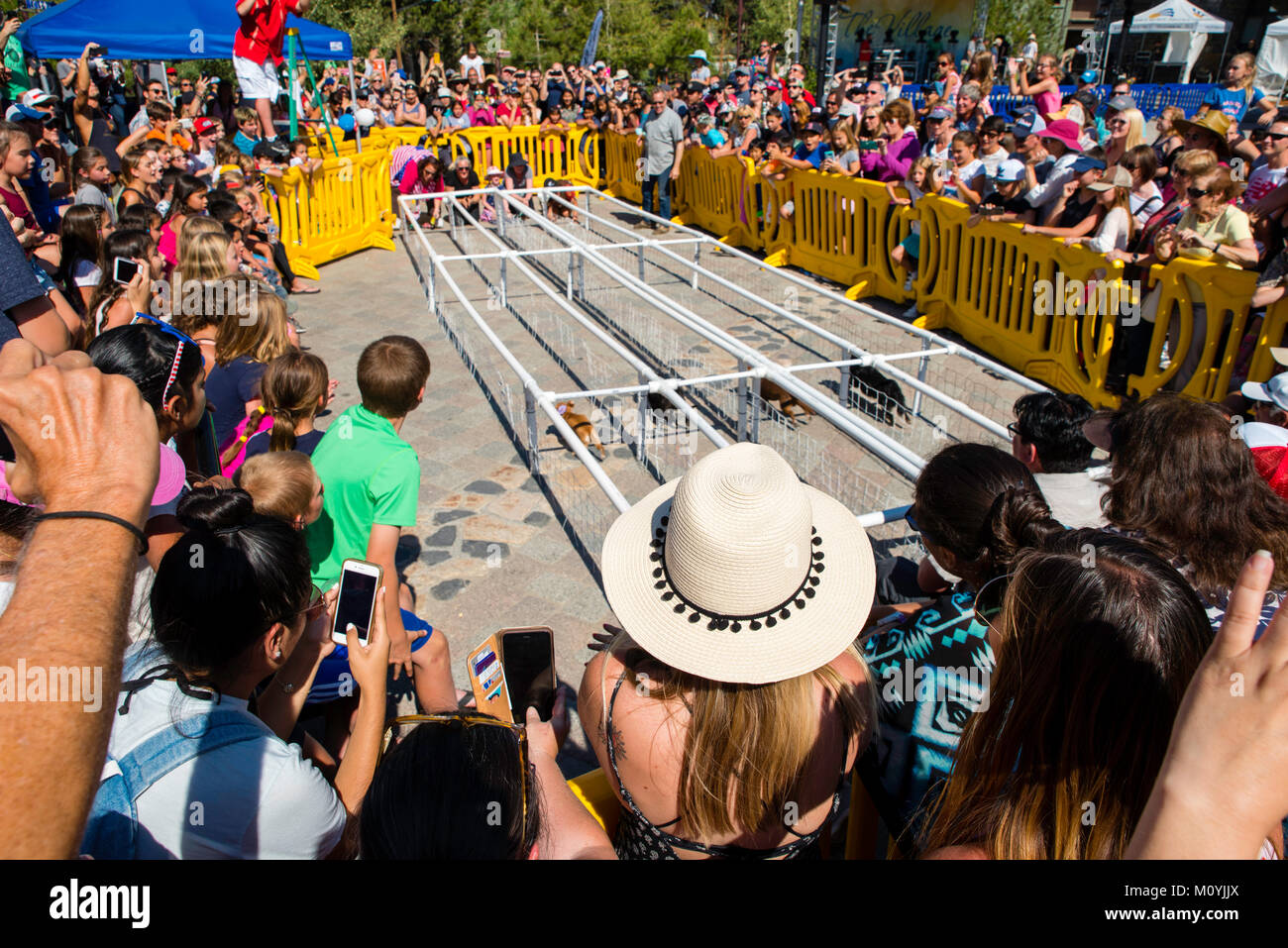 Crowds gather at the annual Chihuahua dog races, Fourth of July ...