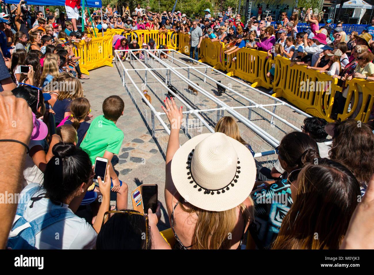 Crowds gather at the annual Chihuahua dog races, Fourth of July ...