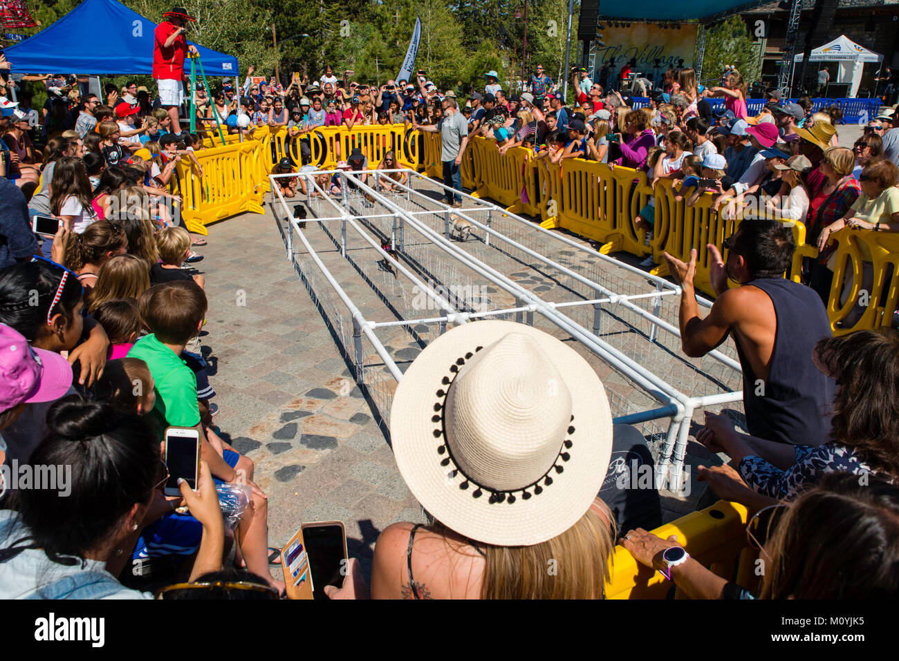 Crowds gather at the annual Chihuahua dog races, Fourth of July ...