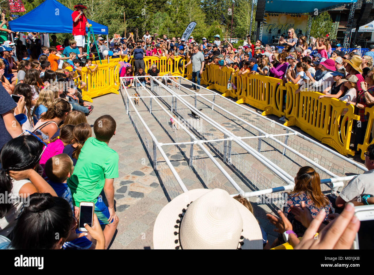 Crowds gather at the annual Chihuahua dog races, Fourth of July ...