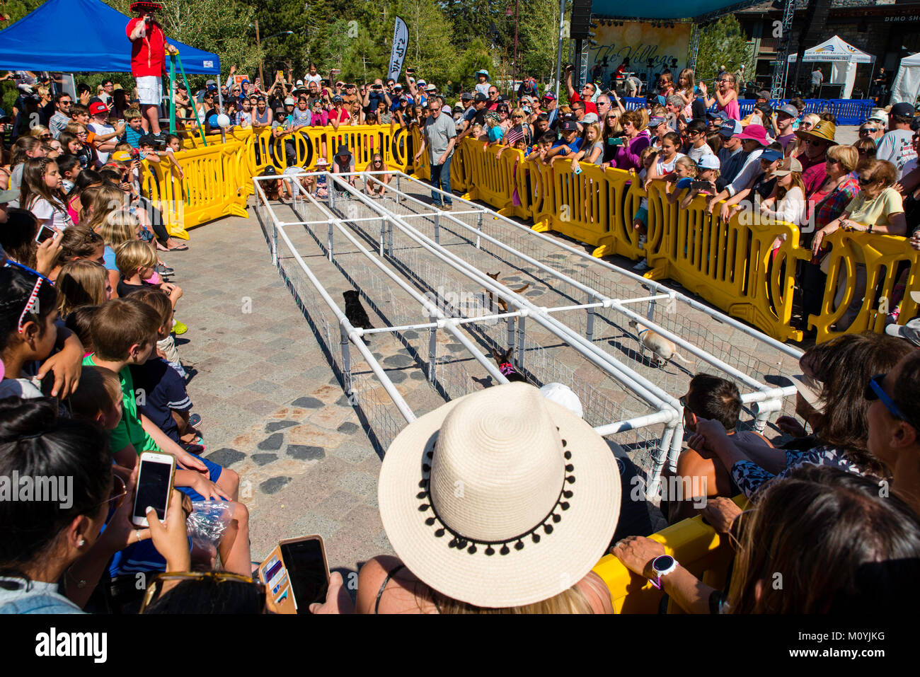 Crowds gather at the annual Chihuahua dog races, Fourth of July ...
