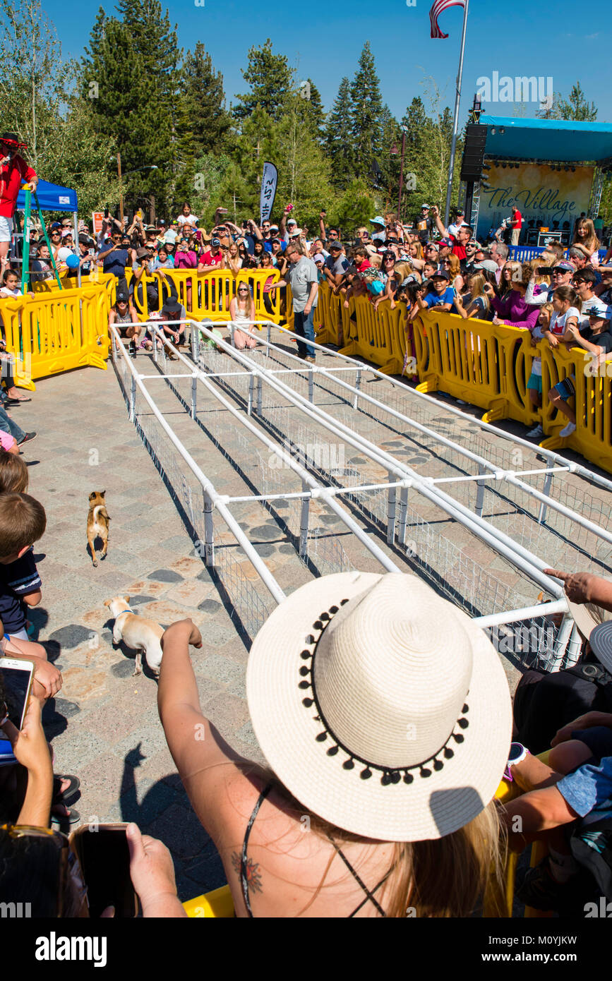 Crowds gather at the annual Chihuahua dog races, Fourth of July ...