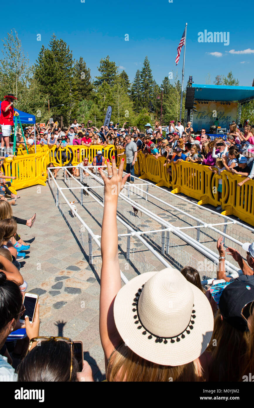 Crowds gather at the annual Chihuahua dog races, Fourth of July ...