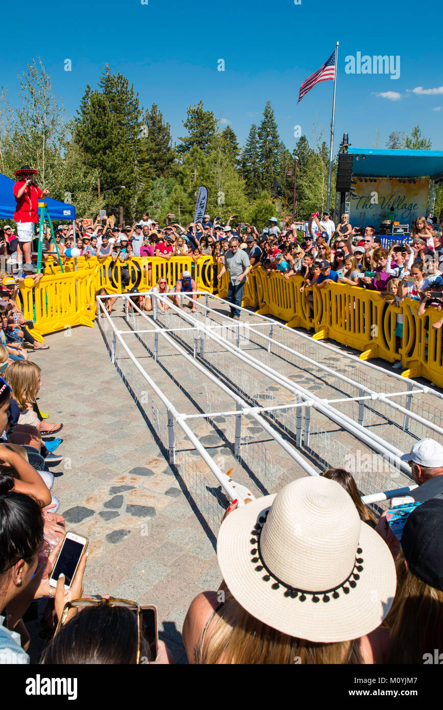 Crowds gather at the annual Chihuahua dog races, Fourth of July ...