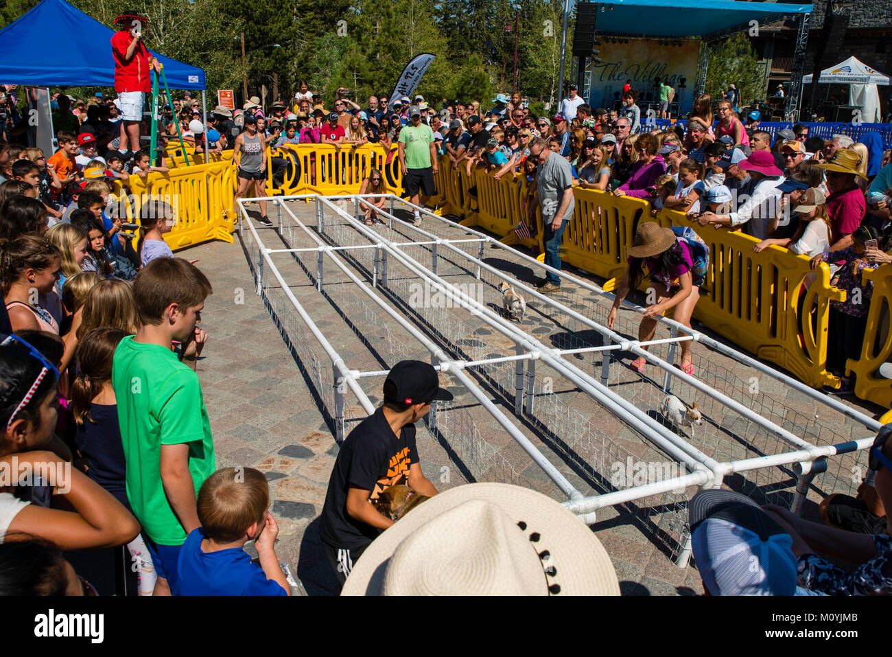 Crowds gather at the annual Chihuahua dog races, Fourth of July ...